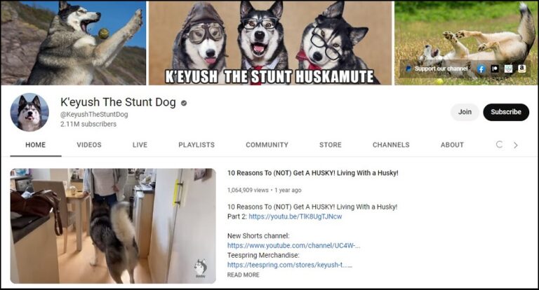 15 Best Dog Youtube Channels for Canine Lovers in 2025