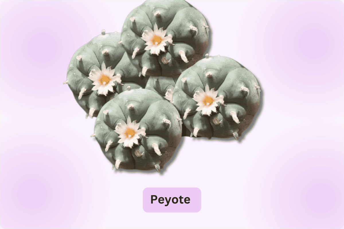 The Hidden World of Peyote: A Collector‘s Comprehensive Guide to Value ...